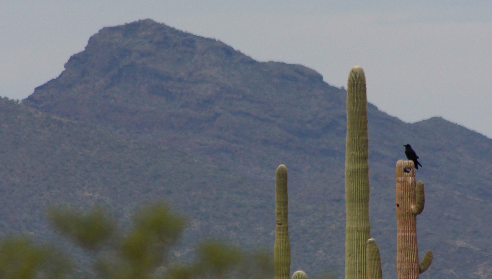Organ Pipe Cactus National Monument | Raven About The Parks