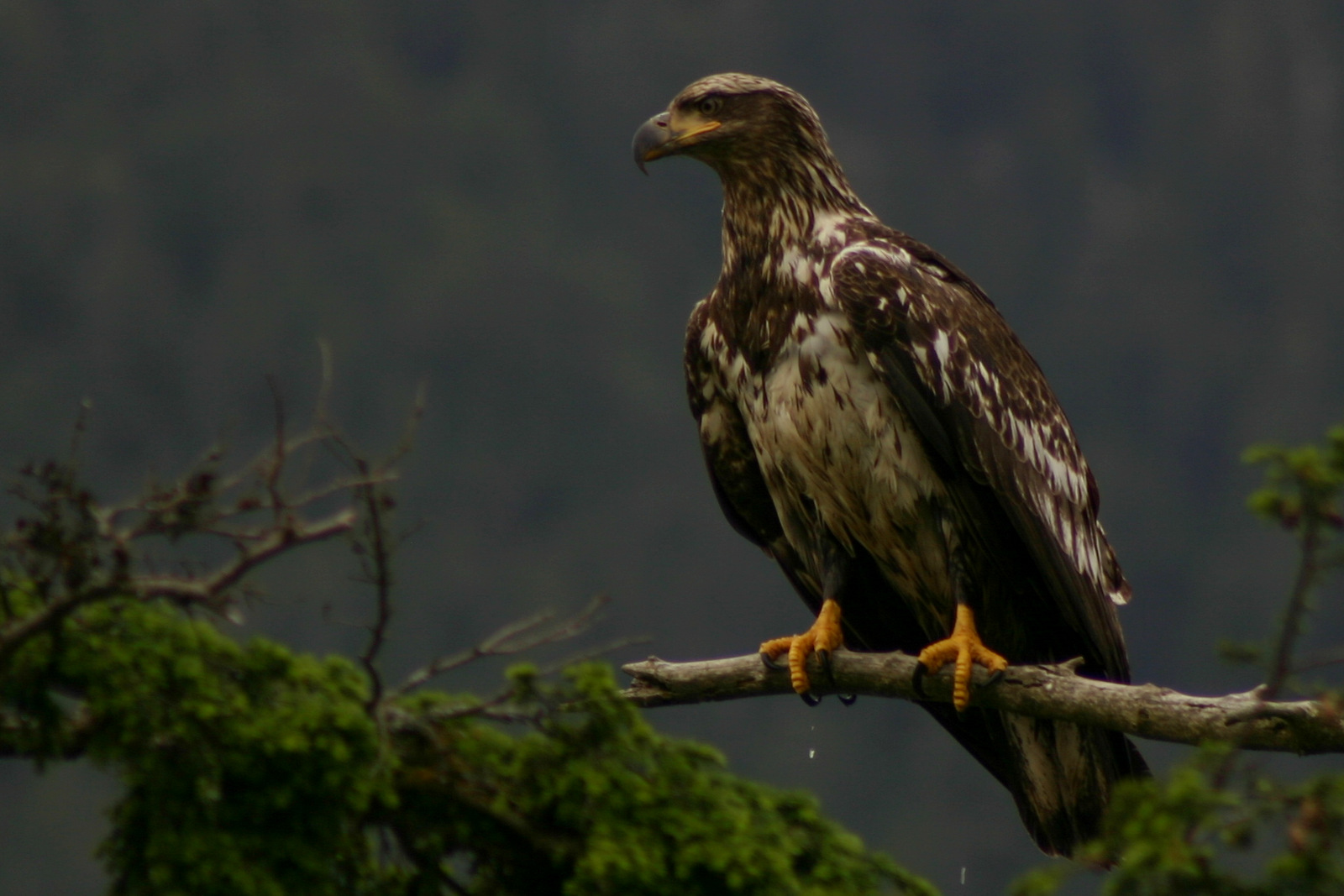 Sitka National Historical Park | Raven About The Parks