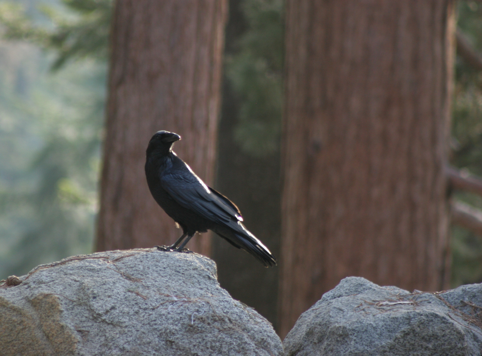 Sequoia National Park | Raven About The Parks