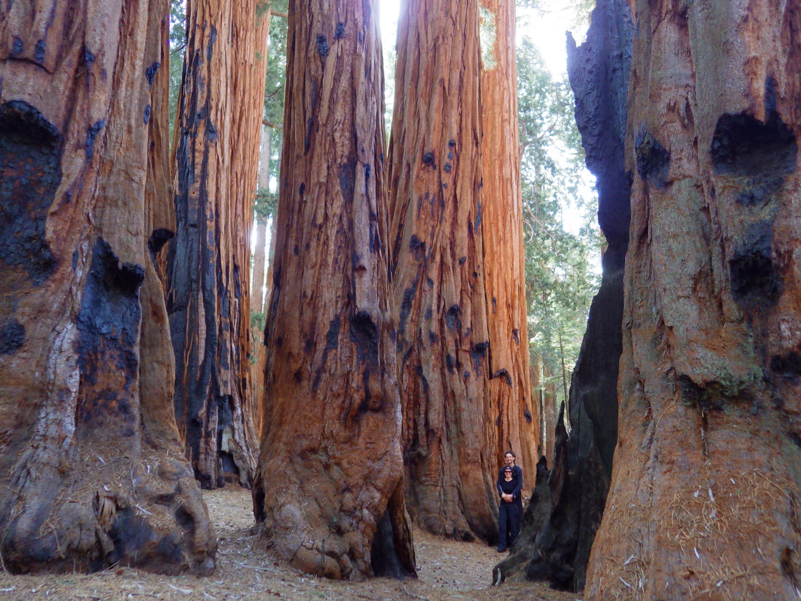 Sequoia National Park | Raven About The Parks