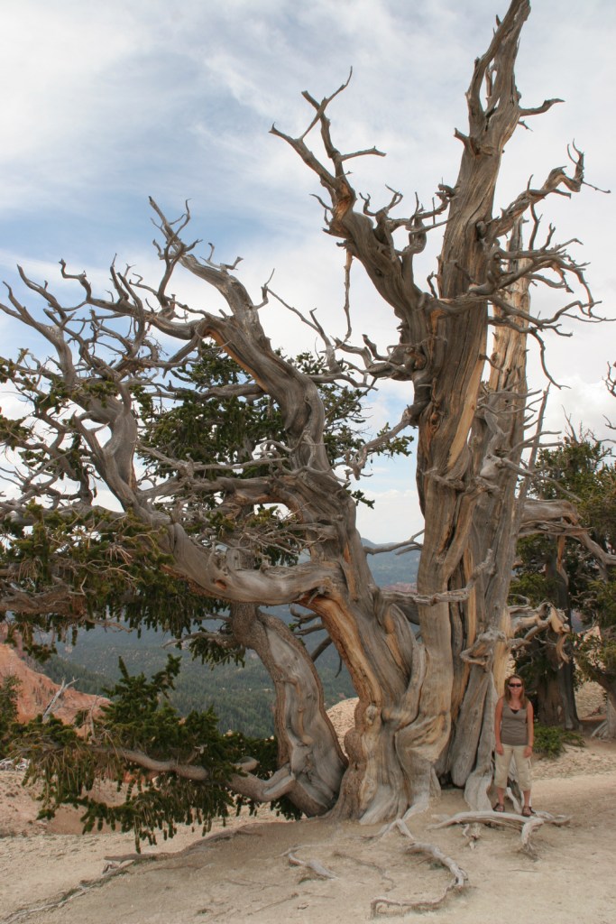 Cedar Breaks National Monument | Raven About The Parks | Raven About ...