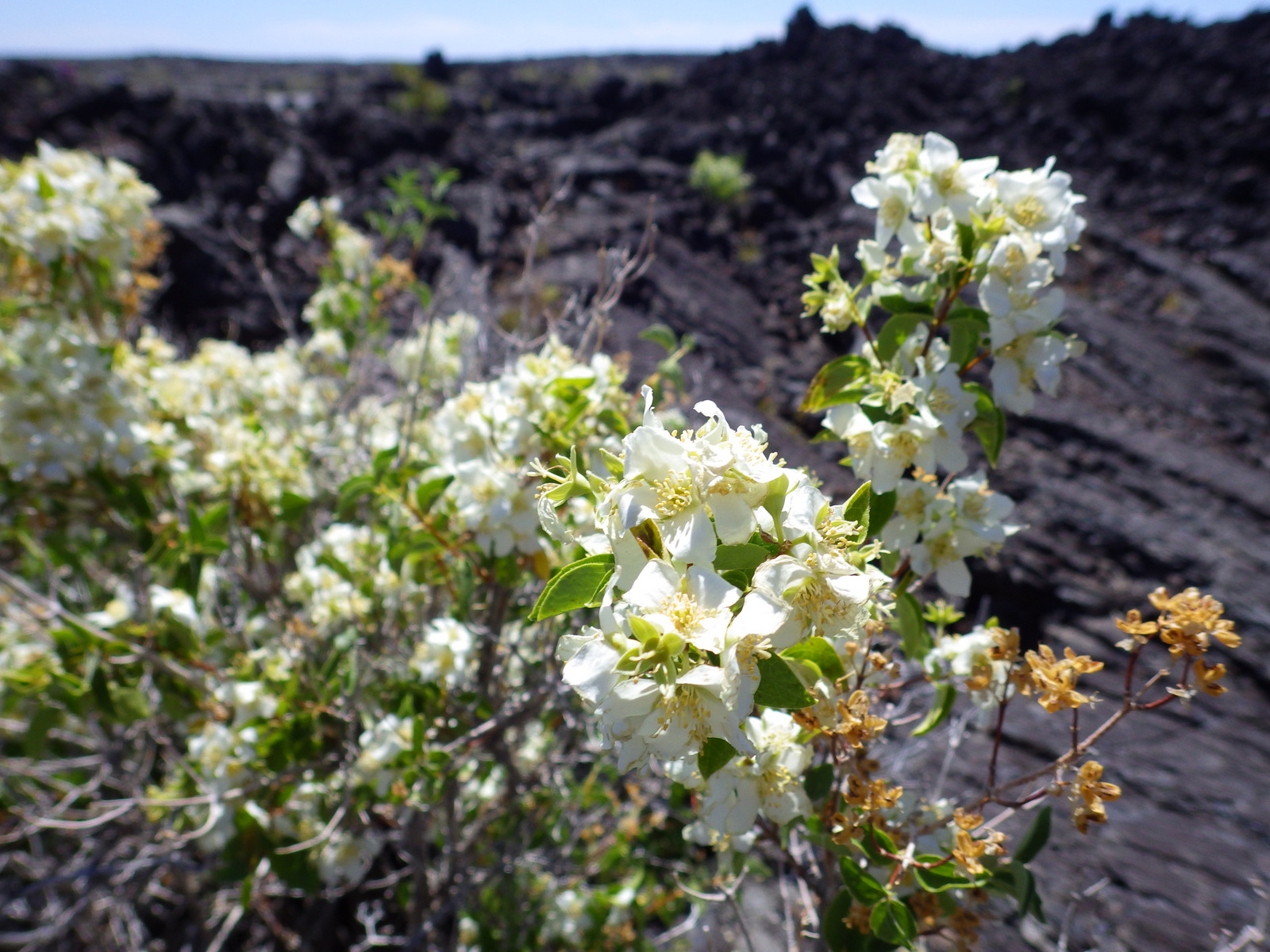 Craters of the Moon National Monument and Preserve | Raven About The ...