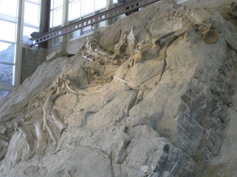 Dinosaur National Monument | Raven About The Parks