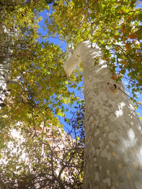 Montezuma Castle National Monument | Raven About The Parks | Raven ...