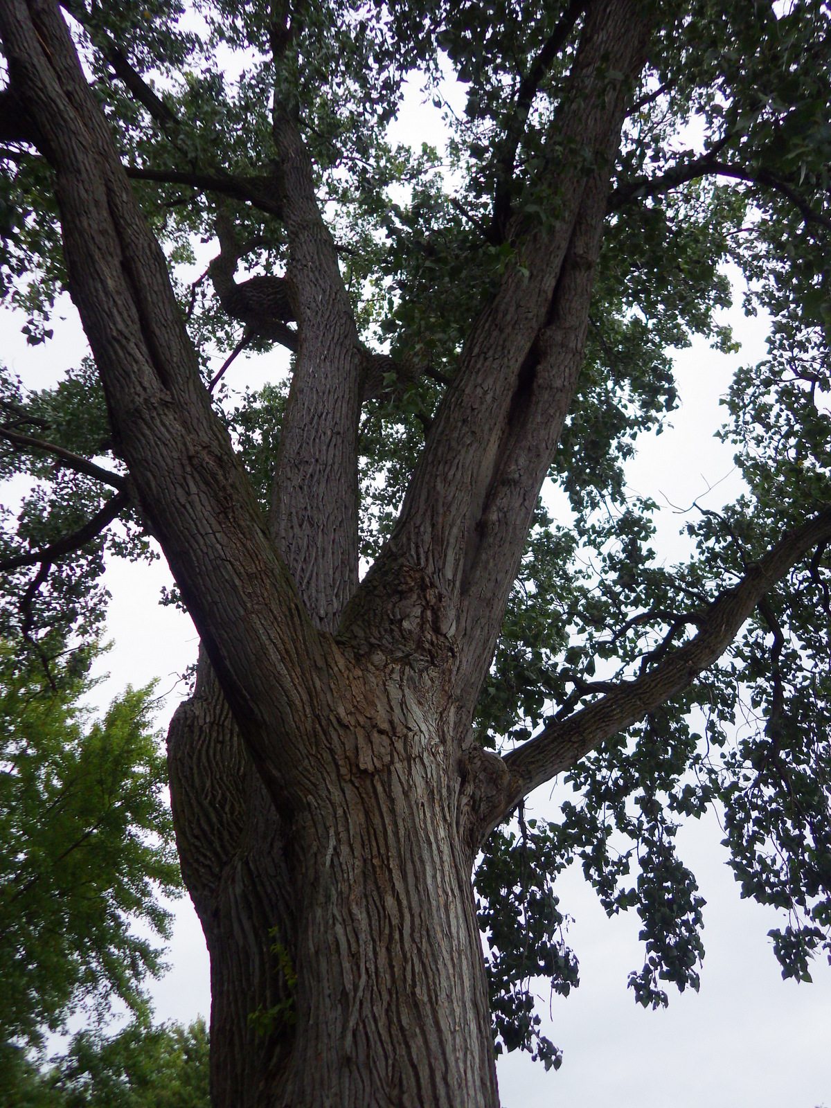 River Raisin National Battlefield Park | Raven About The Parks