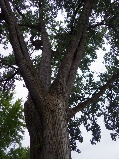 River Raisin National Battlefield Park | Raven About The Parks