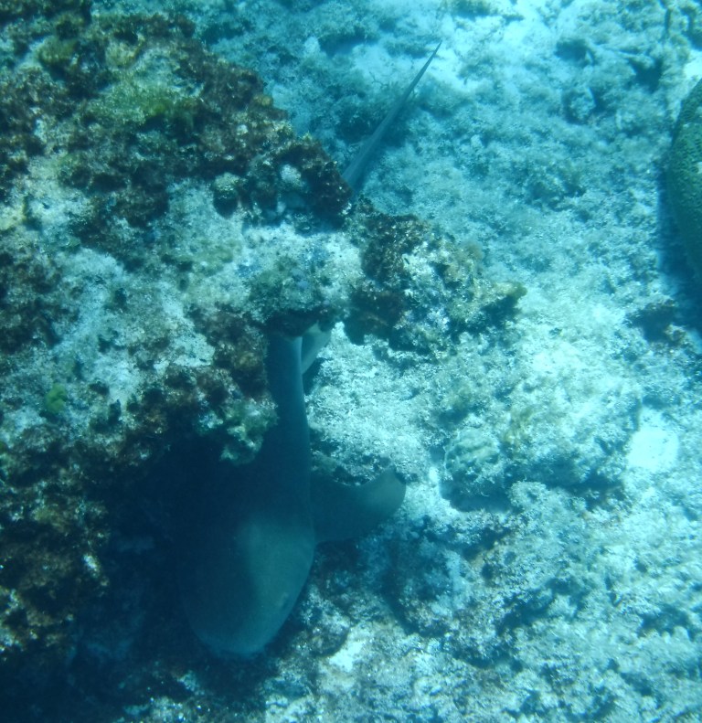 Buck Island Reef National Monument | Raven About The Parks