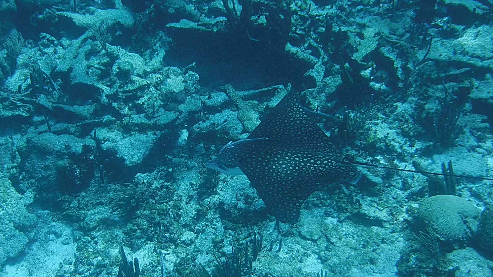 Buck Island Reef National Monument | Raven About The Parks | Raven ...