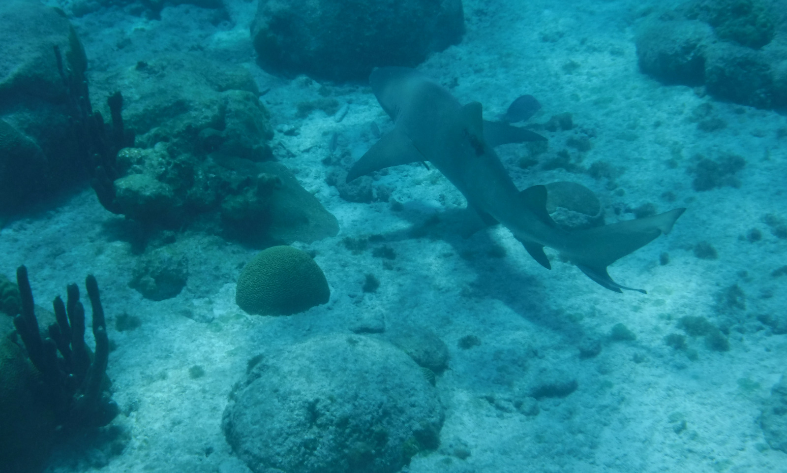 Buck Island Reef National Monument | Raven About The Parks