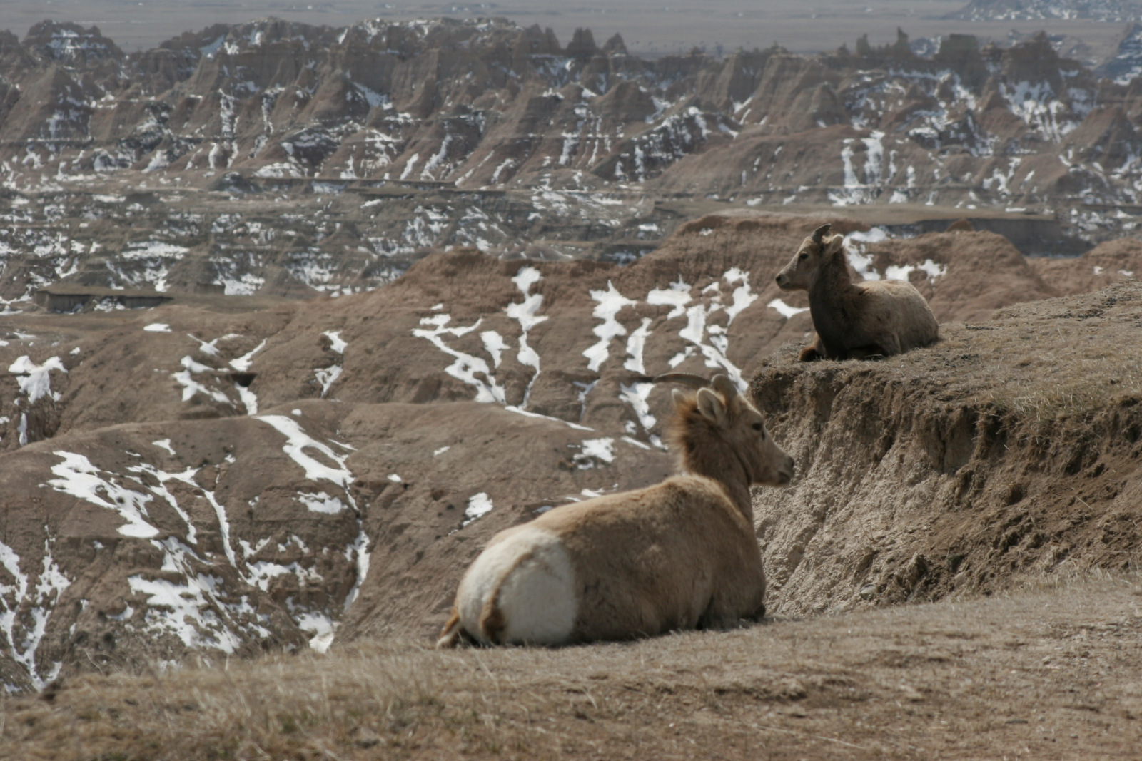 Top 10 National Parks for Wildlife Watching | Raven About The Parks