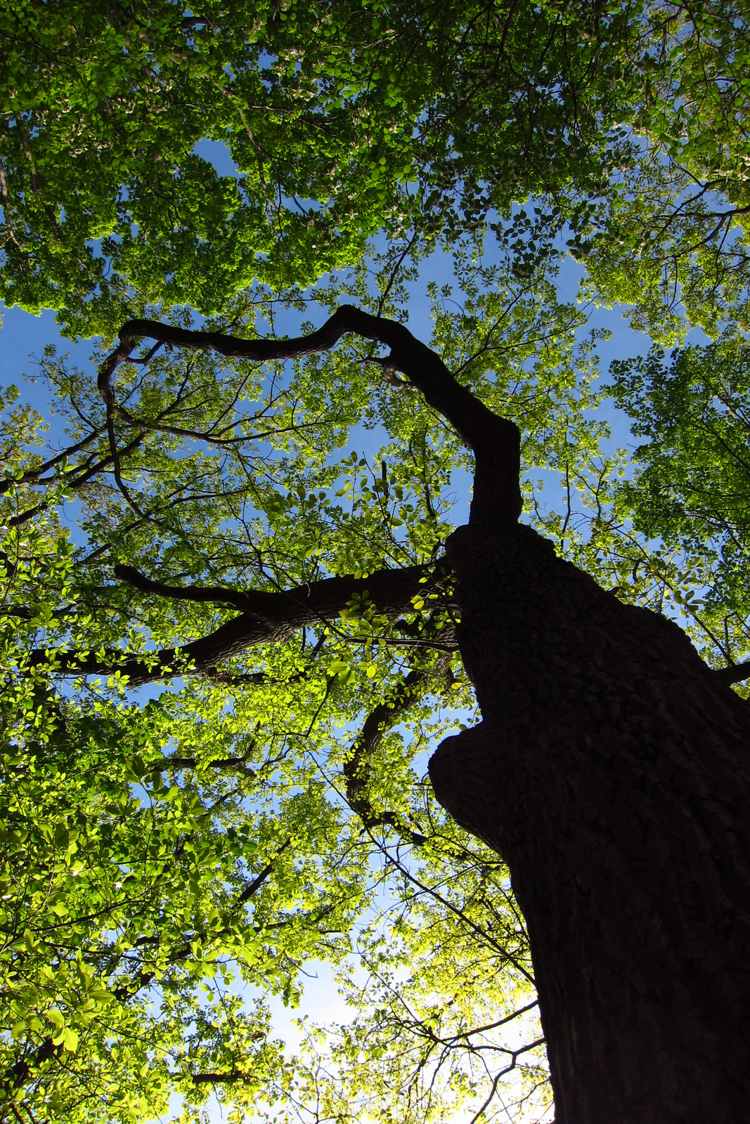 Rock Creek Park | Raven About The Parks