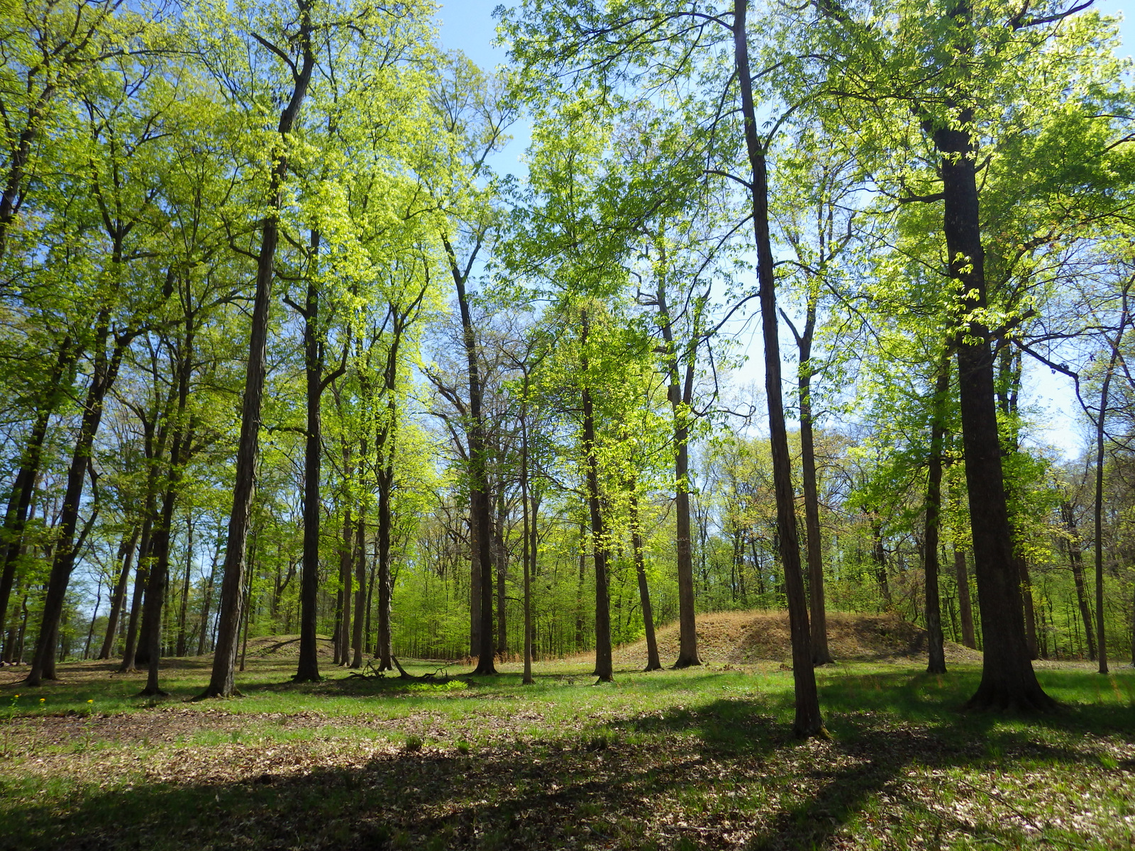 Shiloh National Military Park | Raven About The Parks | Raven About The ...