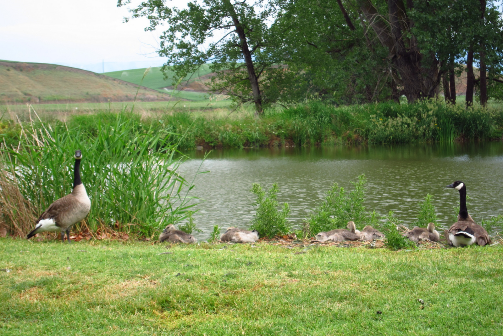 Whitman Mission National Historic Site | Raven About The Parks