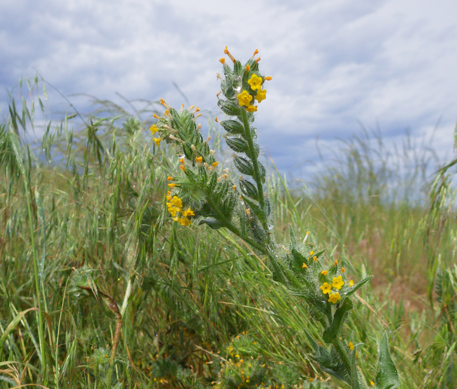 Whitman Mission National Historic Site | Raven About The Parks