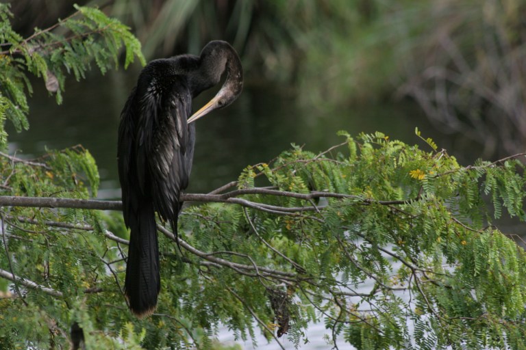 Big Cypress National Preserve | Raven About The Parks