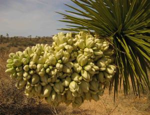 Joshua Tree National Park | Raven About The Parks | Raven About The Forests