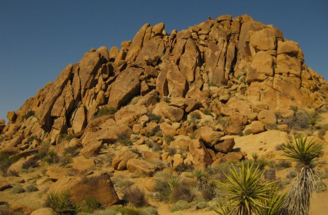Joshua Tree National Park | Raven About The Parks