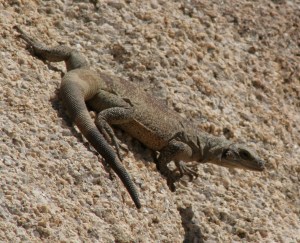 Joshua Tree National Park | Raven About The Parks | Raven About The Forests
