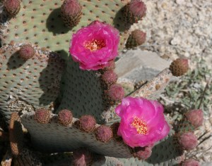 Joshua Tree National Park | Raven About The Parks | Raven About The Forests