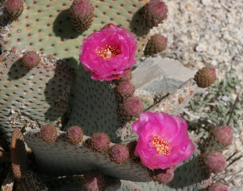 Joshua Tree National Park | Raven About The Parks | Raven About The Forests