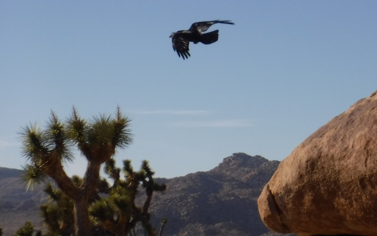 Joshua Tree National Park | Raven About The Parks