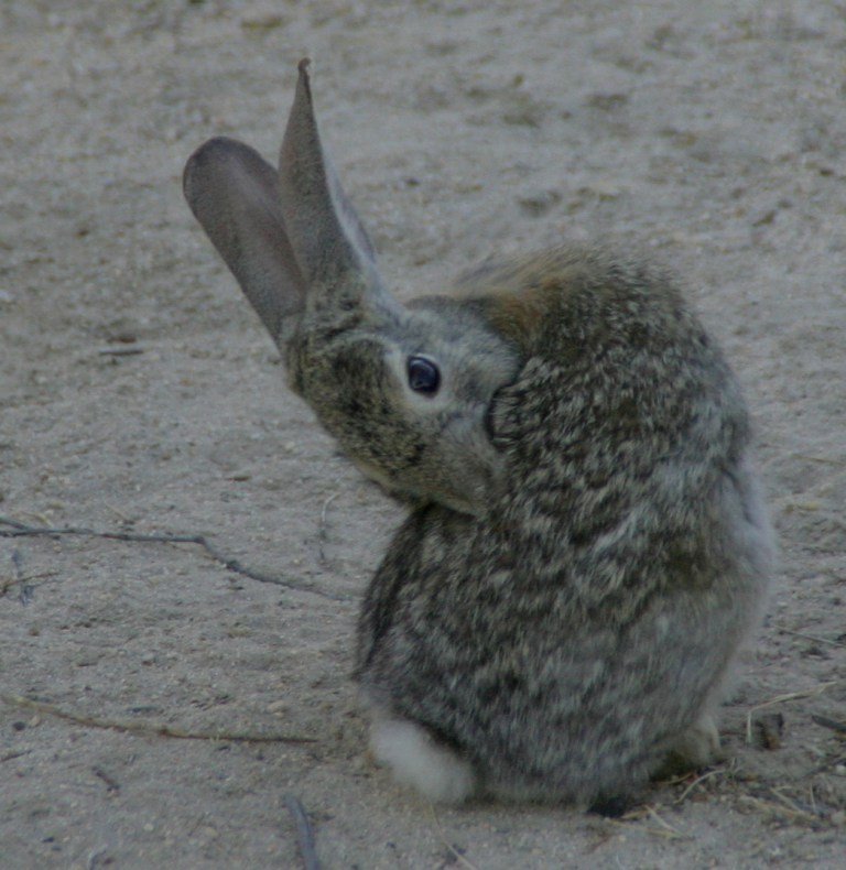 Joshua Tree National Park | Raven About The Parks | Raven About The Forests