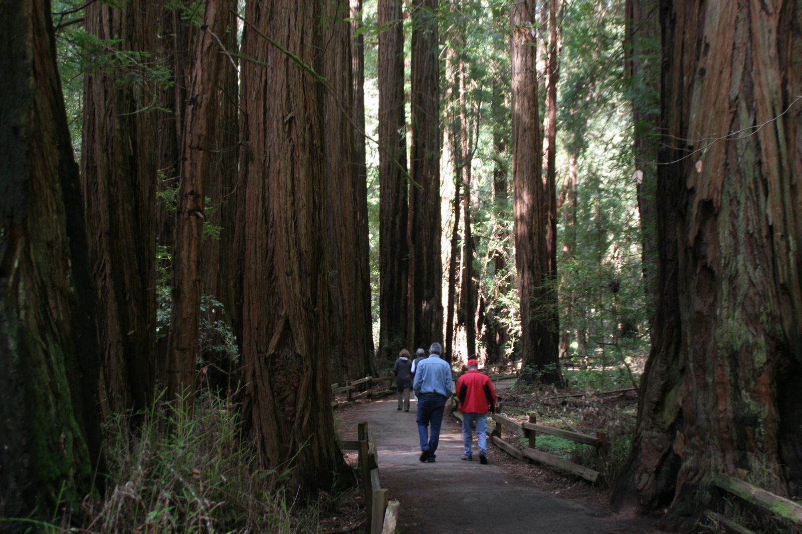 Muir Woods National Monument | Raven About The Parks | Raven About The ...