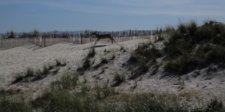 Fire Island National Seashore | Raven About The Parks