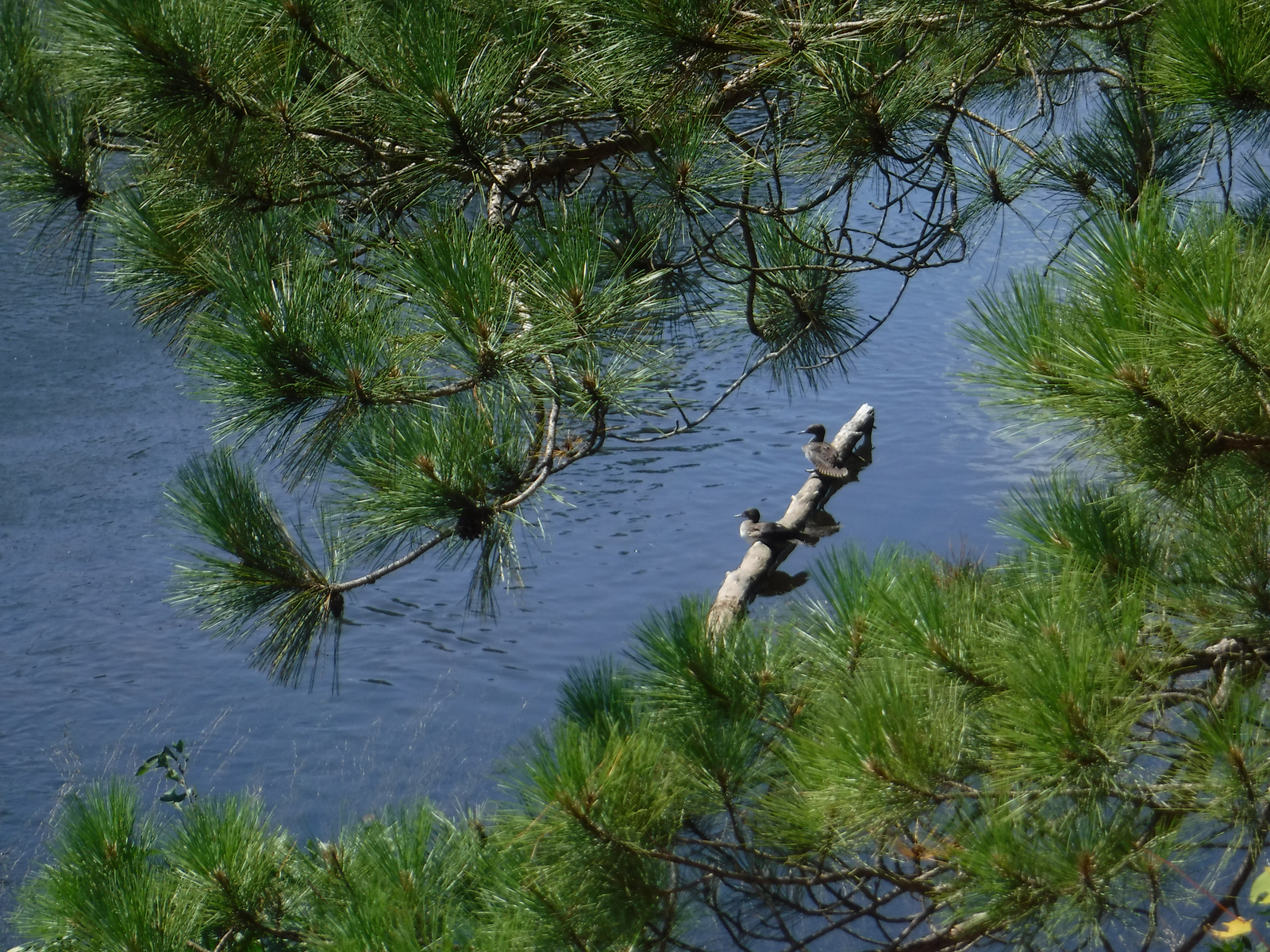 St. Croix National Scenic Riverway | Raven About The Parks | Raven ...
