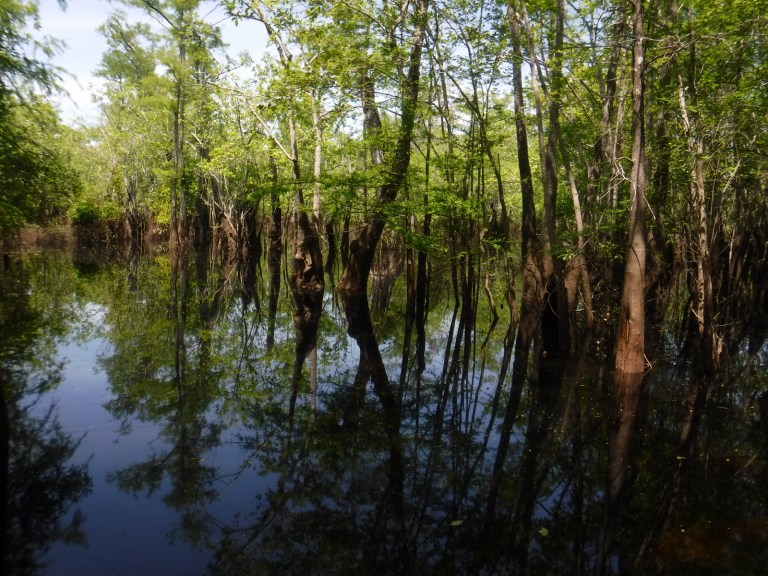 Apalachicola National Forest | Raven About The Parks