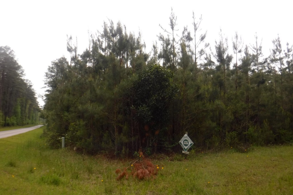 Bienville National Forest | Raven About The Parks