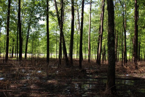 Bienville National Forest | Raven About The Parks