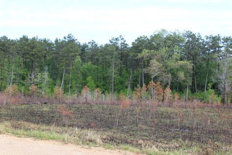 Bienville National Forest | Raven About The Parks