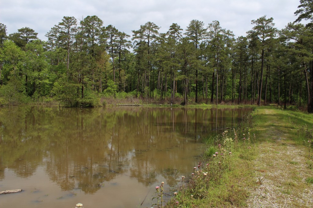 Bienville National Forest | Raven About The Parks