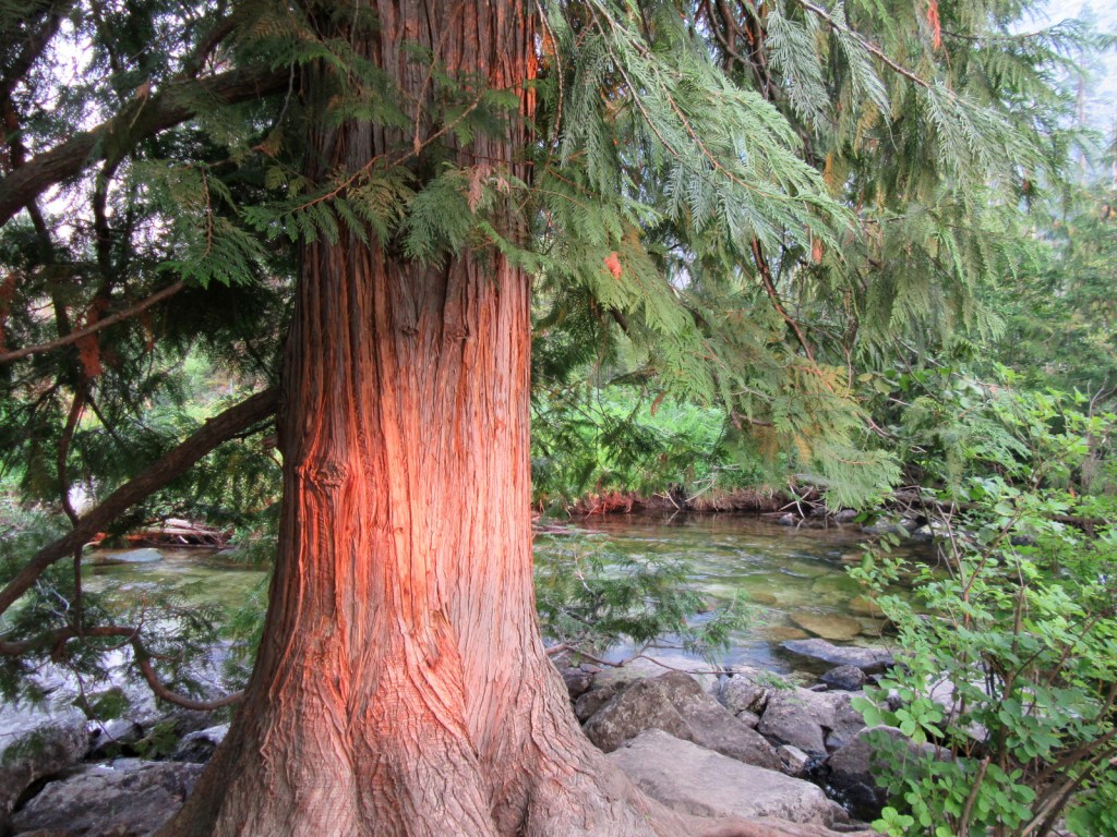 Bitterroot National Forest | Raven About The Parks