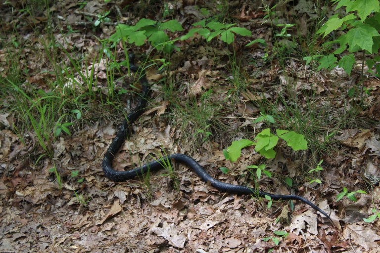 Cherokee National Forest | Raven About The Parks