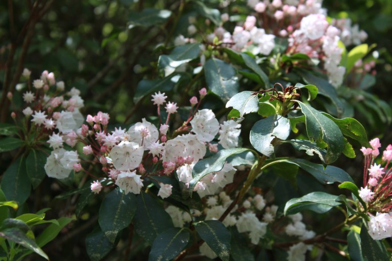 Cherokee National Forest | Raven About The Parks