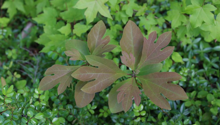 Cherokee National Forest | Raven About The Parks