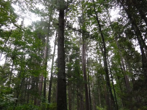 Chippewa National Forest | Raven About The Parks