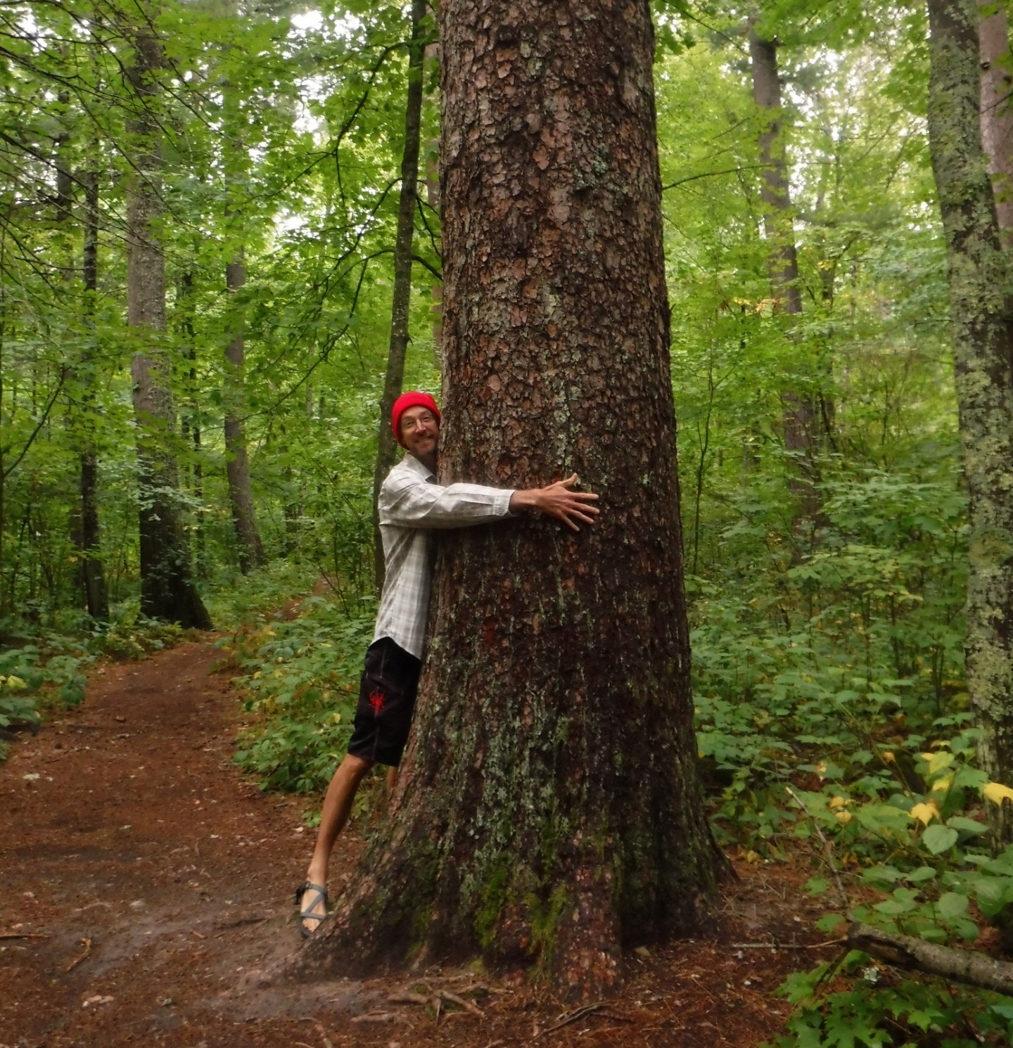 Chippewa National Forest | Raven About The Parks