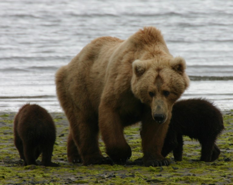 Katmai National Park and Preserve | Raven About The Parks