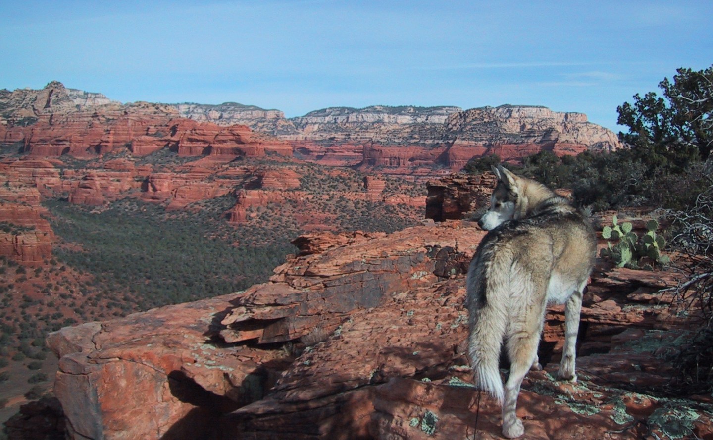 Coconino National Forest | Raven About The Parks