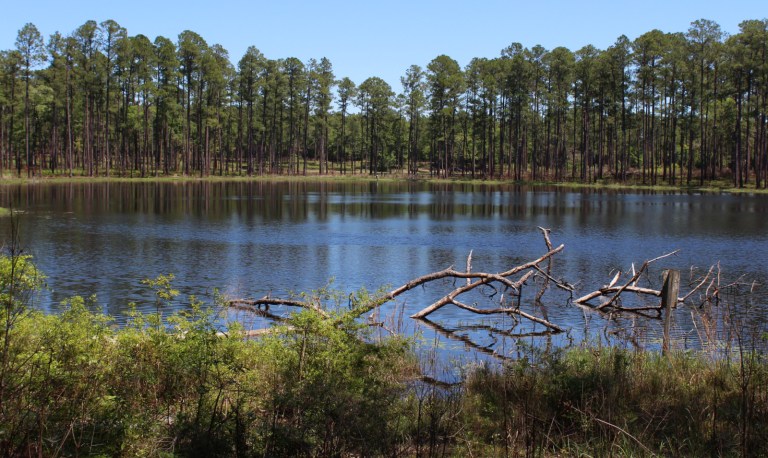 Conecuh National Forest | Raven About The Parks