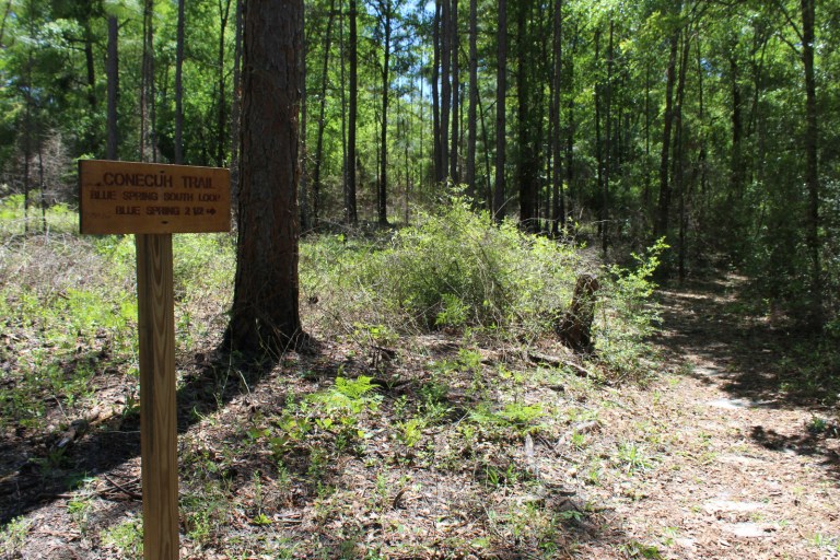 Conecuh National Forest | Raven About The Parks