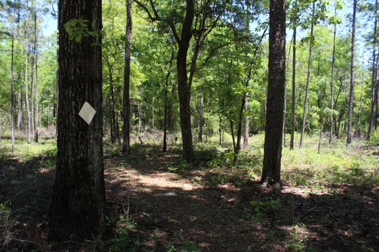 Conecuh National Forest | Raven About The Parks