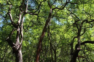 Conecuh National Forest | Raven About The Parks