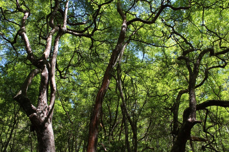 Conecuh National Forest | Raven About The Parks