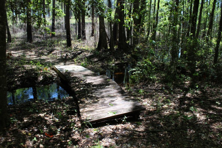 Conecuh National Forest | Raven About The Parks