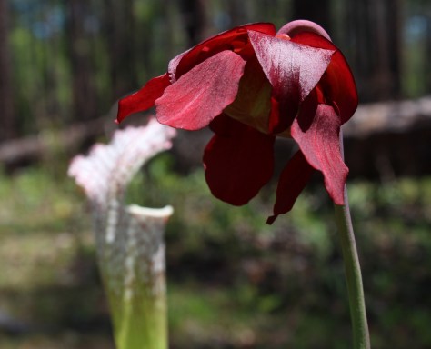 Conecuh National Forest | Raven About The Parks