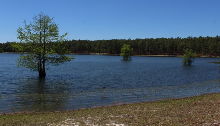 Conecuh National Forest | Raven About The Parks